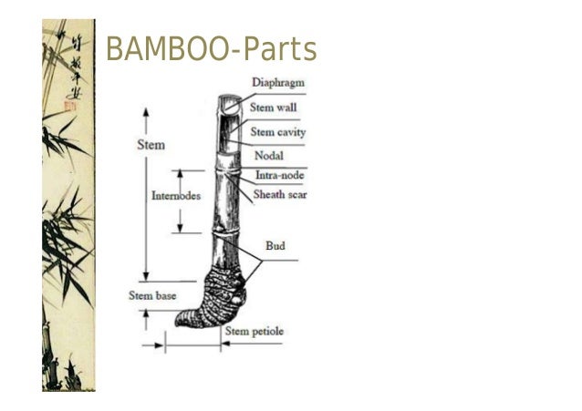 Bamboo
