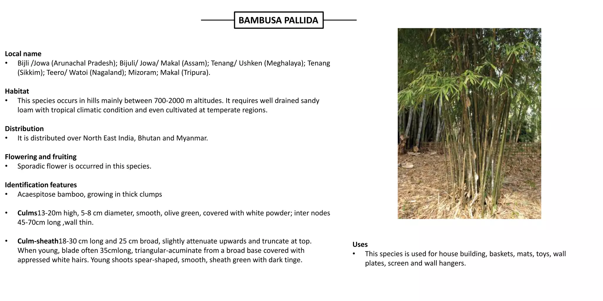 Bamboo | PPTX | Gardening | Home & Garden