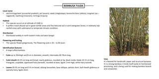 Bamboo | PPTX | Gardening | Home & Garden
