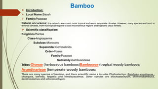 Bamboo | PPTX
