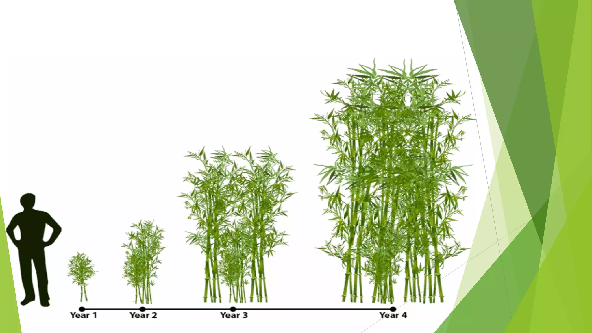Bamboo properties and utilization | PPTX