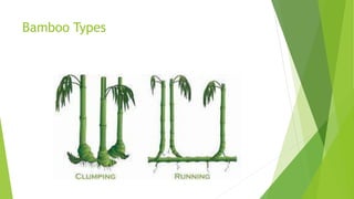 Bamboo properties and utilization | PPTX