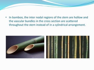 Bamboo-as-Construction-Material.pptx