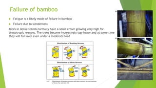 Civil Prototyping Famous Structures of Bamboo | PPTX | Woodworking ...