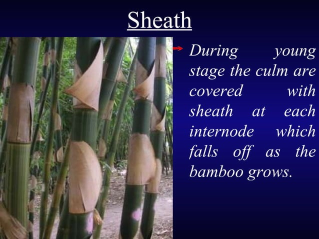 Bamboo an introduction | PPT | Gardening | Home & Garden