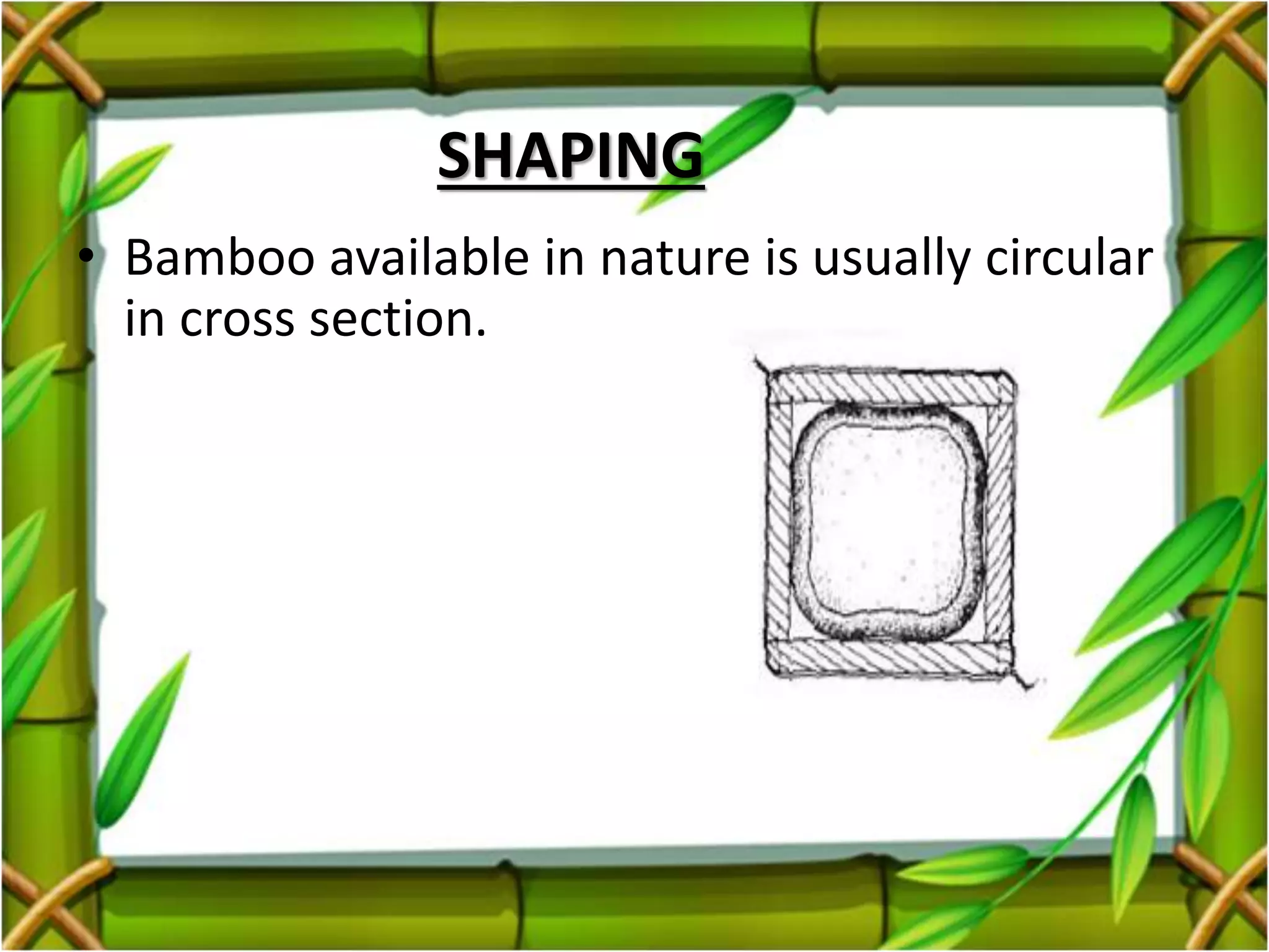 Bamboo as a building material | PPTX