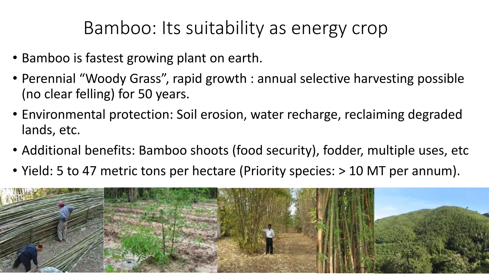 Bamboo biomass an overlooked energy resource | PPTX
