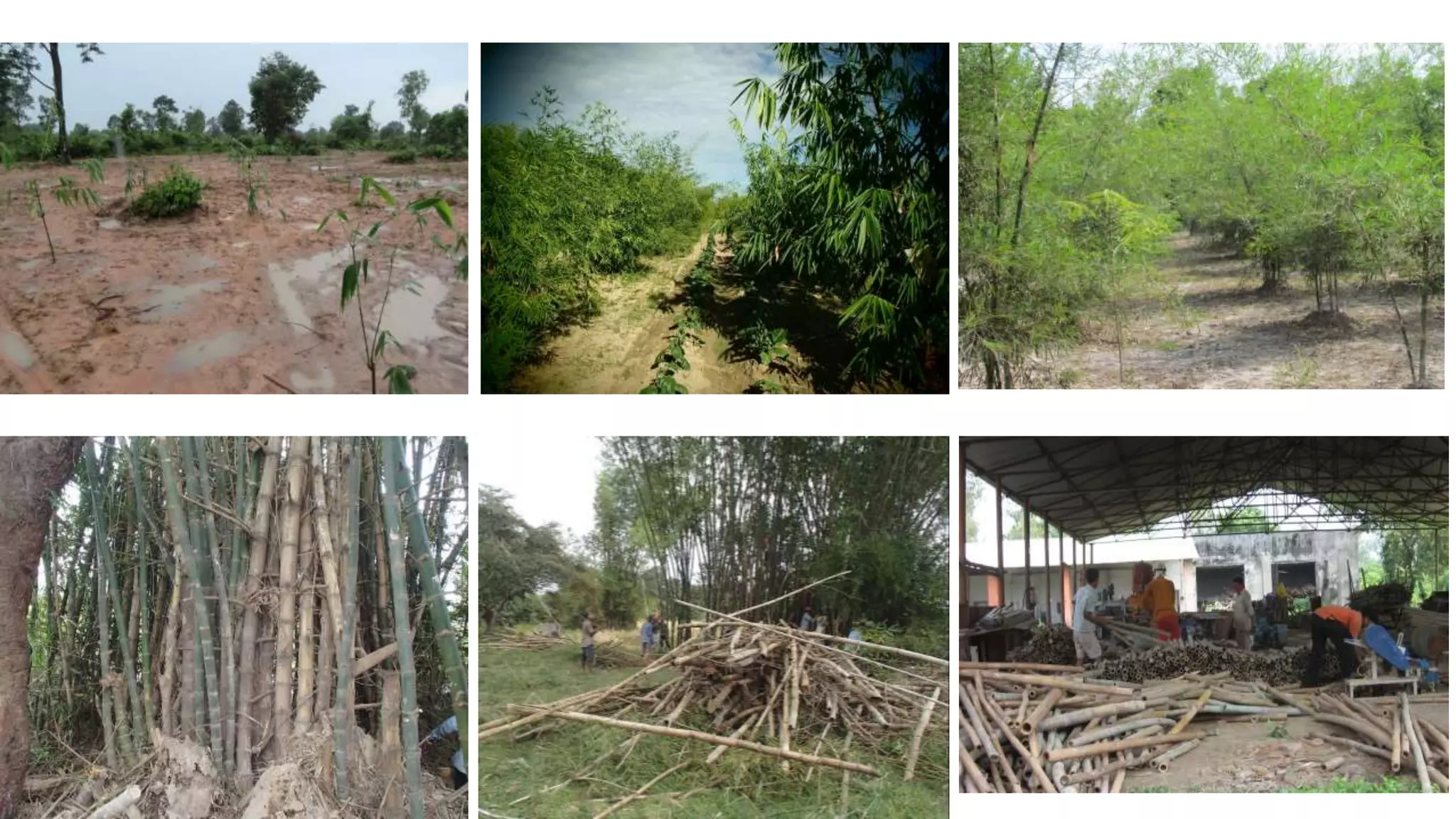 Bamboo biomass an overlooked energy resource | PPTX