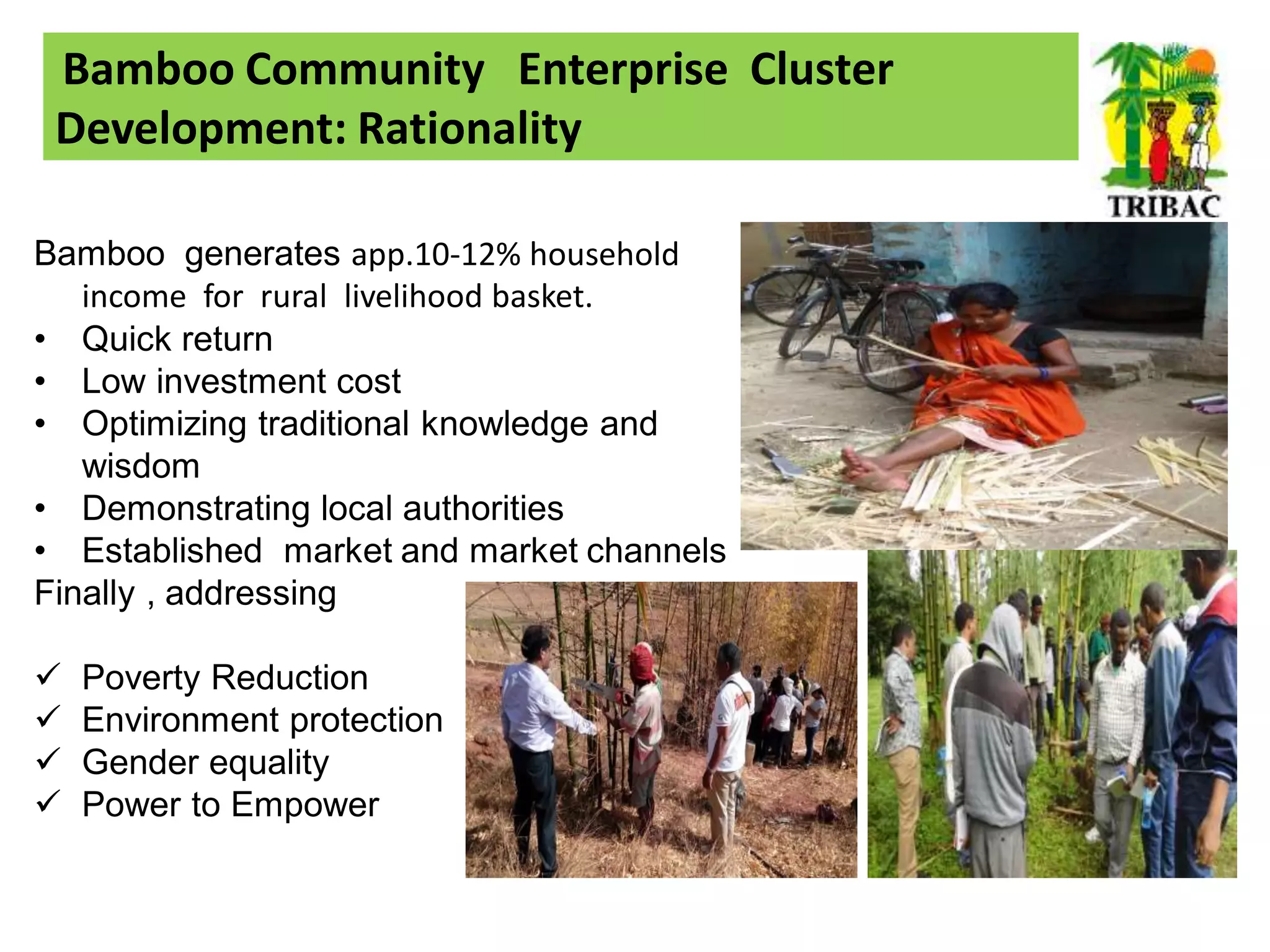 Bamboo Cluster Development | PDF