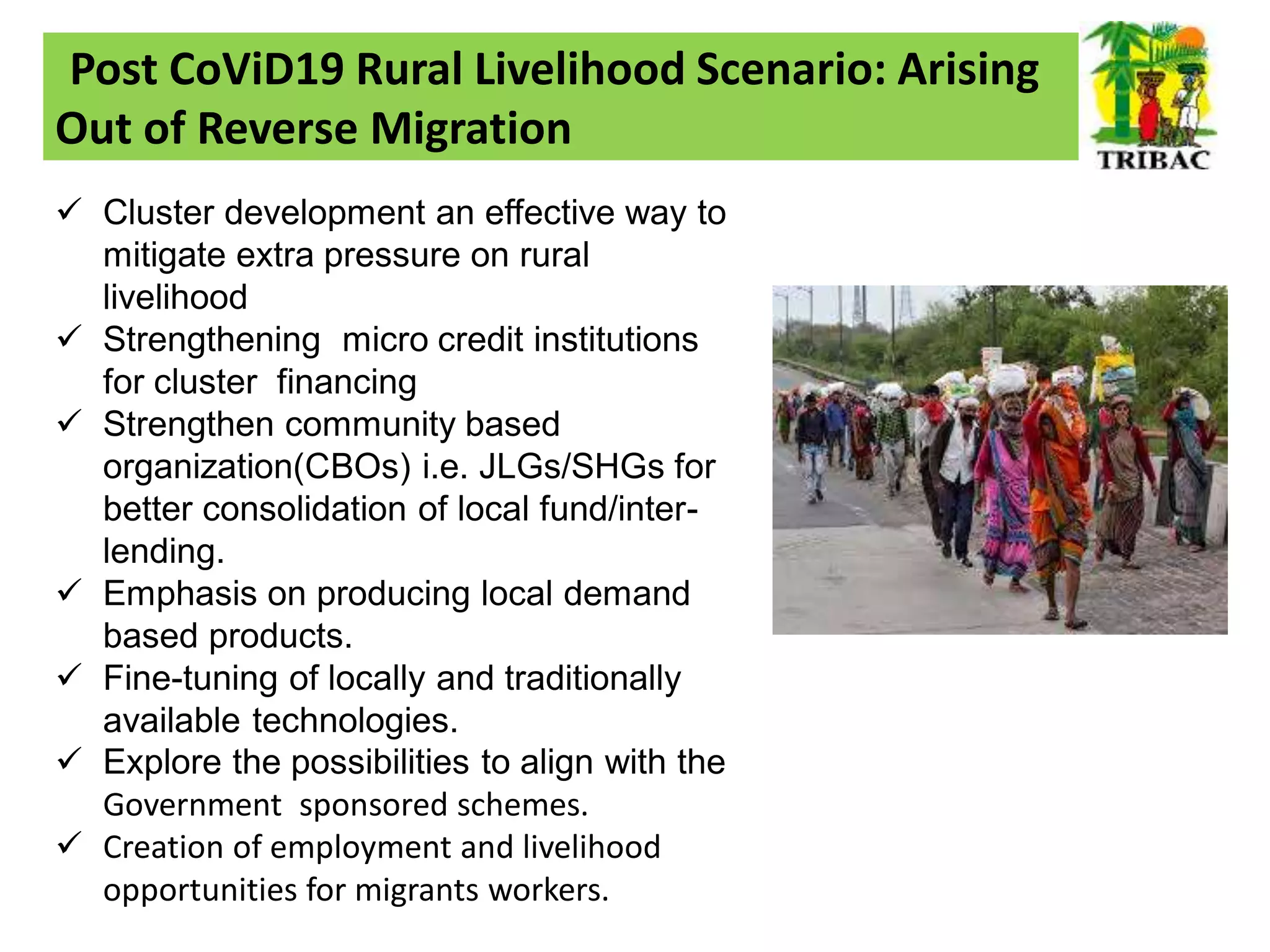 Bamboo Cluster Development | PDF