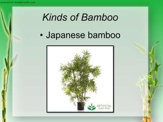 Bamboo Craft | PPTX