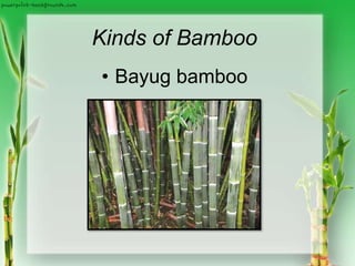 Bamboo Craft | PPTX