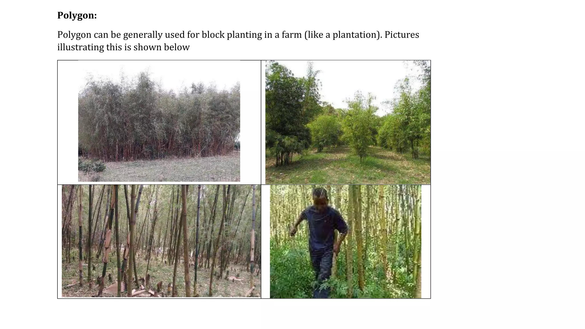 Bamboo data measurement in the field | PPTX