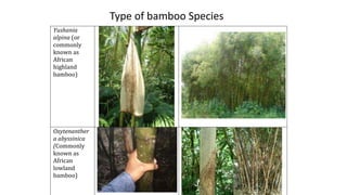Bamboo data measurement in the field | PPTX