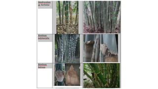 Bamboo data measurement in the field | PPTX