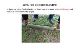 Bamboo data measurement in the field | PPTX