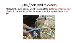 Bamboo data measurement in the field | PPTX