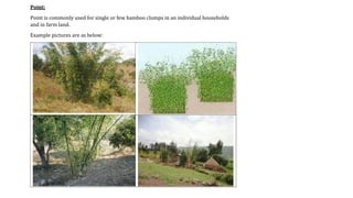 Bamboo data measurement in the field | PPTX