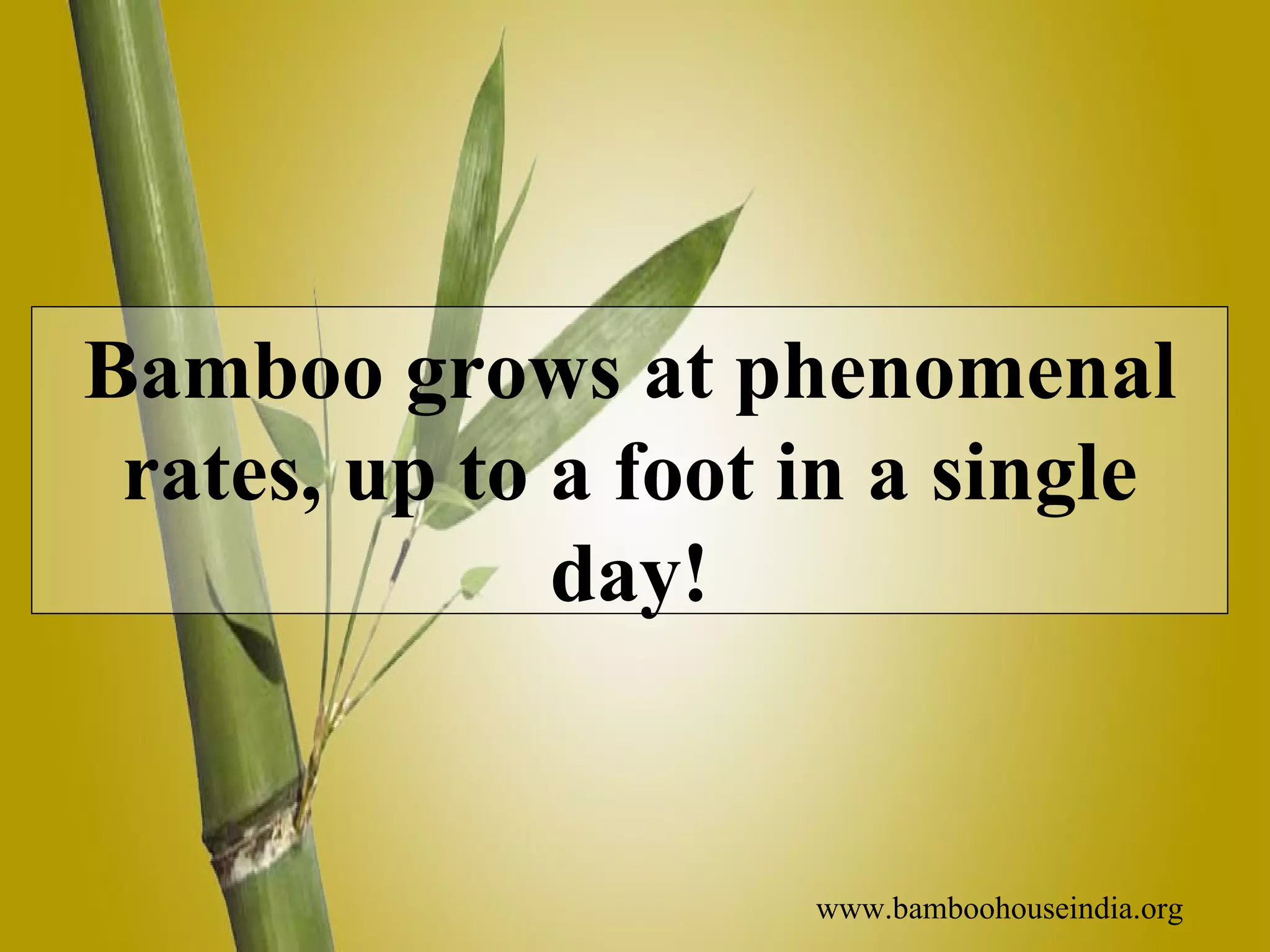 Bamboo Facts | PPT