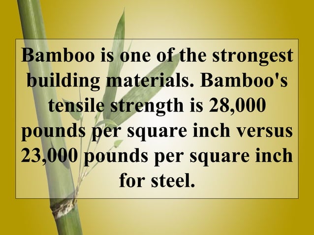 Bamboo Facts | PPT