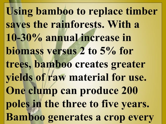 Bamboo Facts | PPT