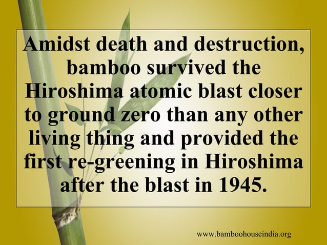 Bamboo Facts | PPT