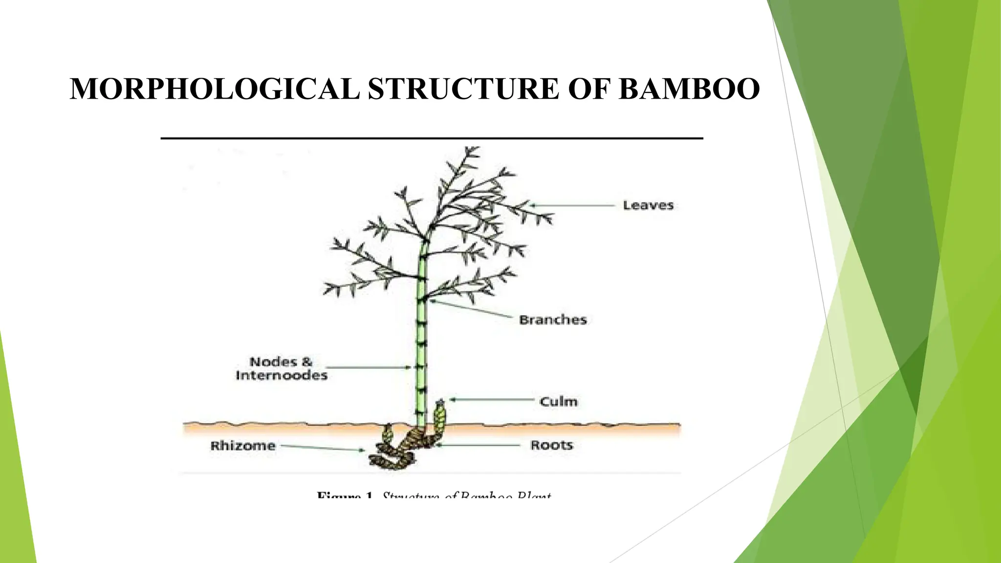 BAMBOO FIBRE.pdf