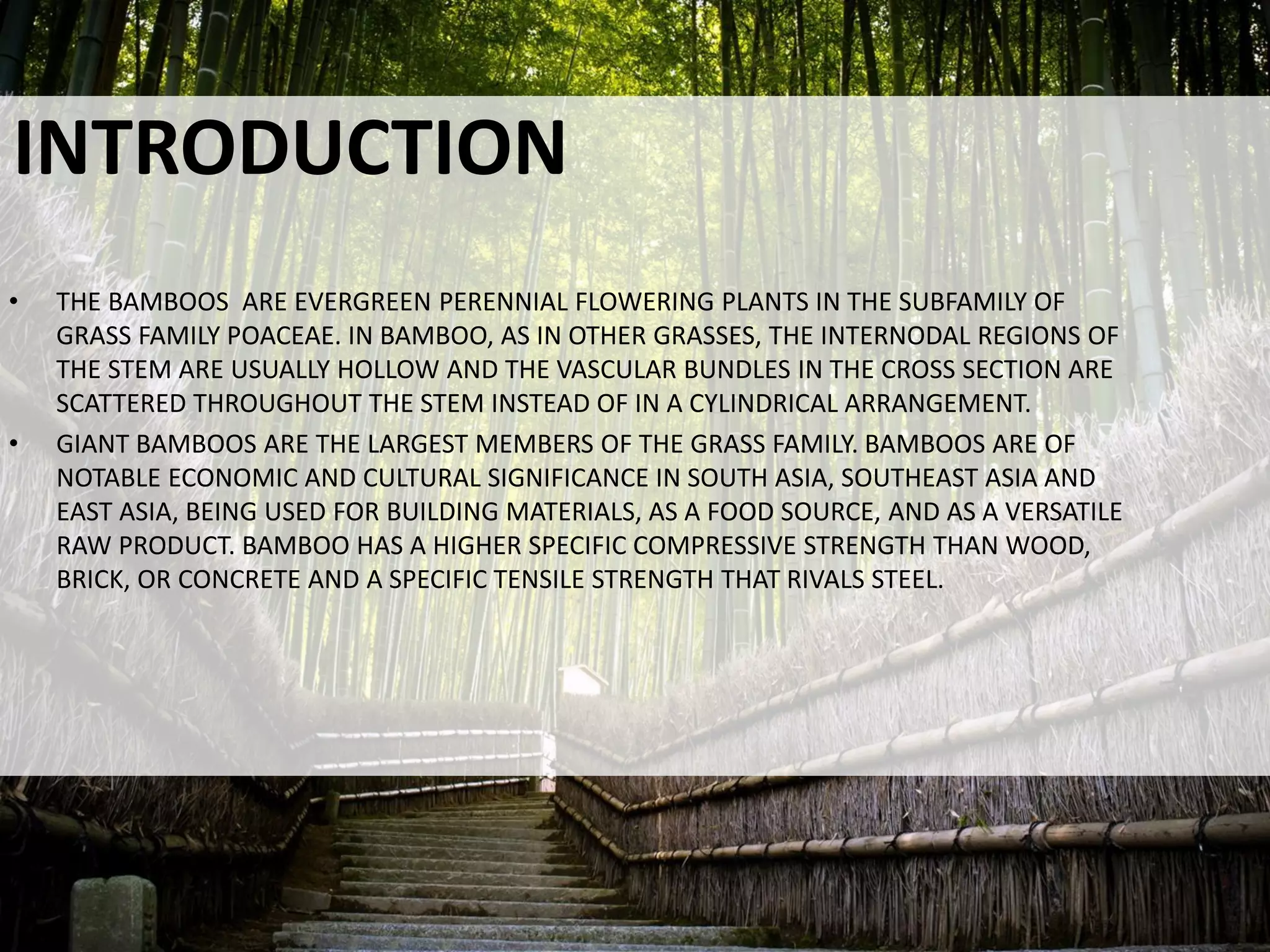 Bamboo | PDF