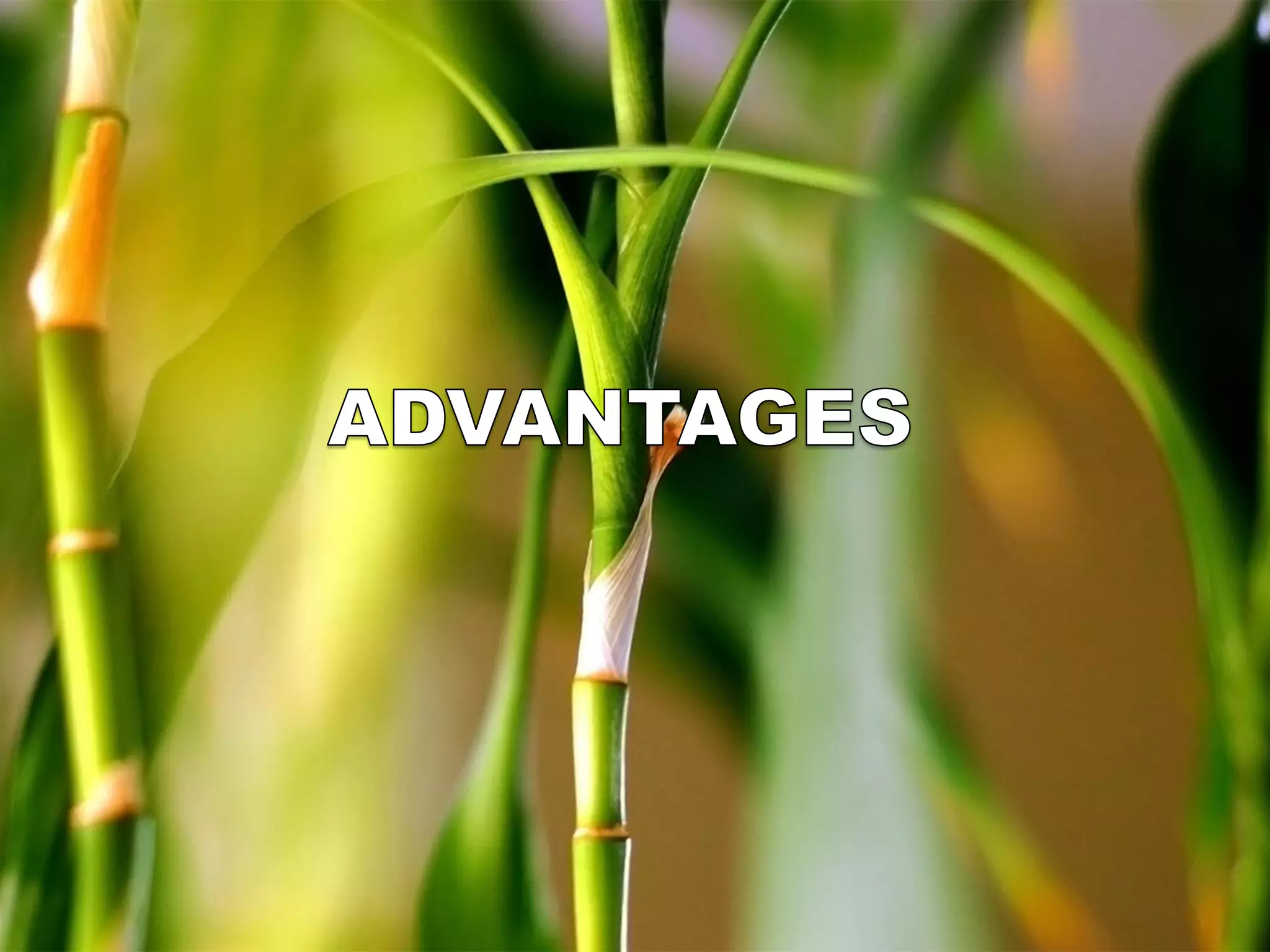 Bamboo | PDF