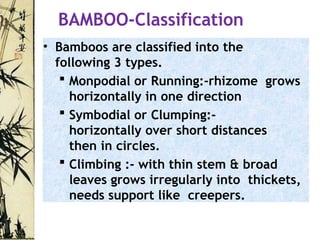 Bamboo Final presentation on Nursery plantation harvesting and ...