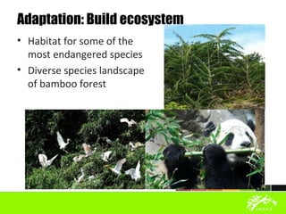 Bamboo for climate change | PPT
