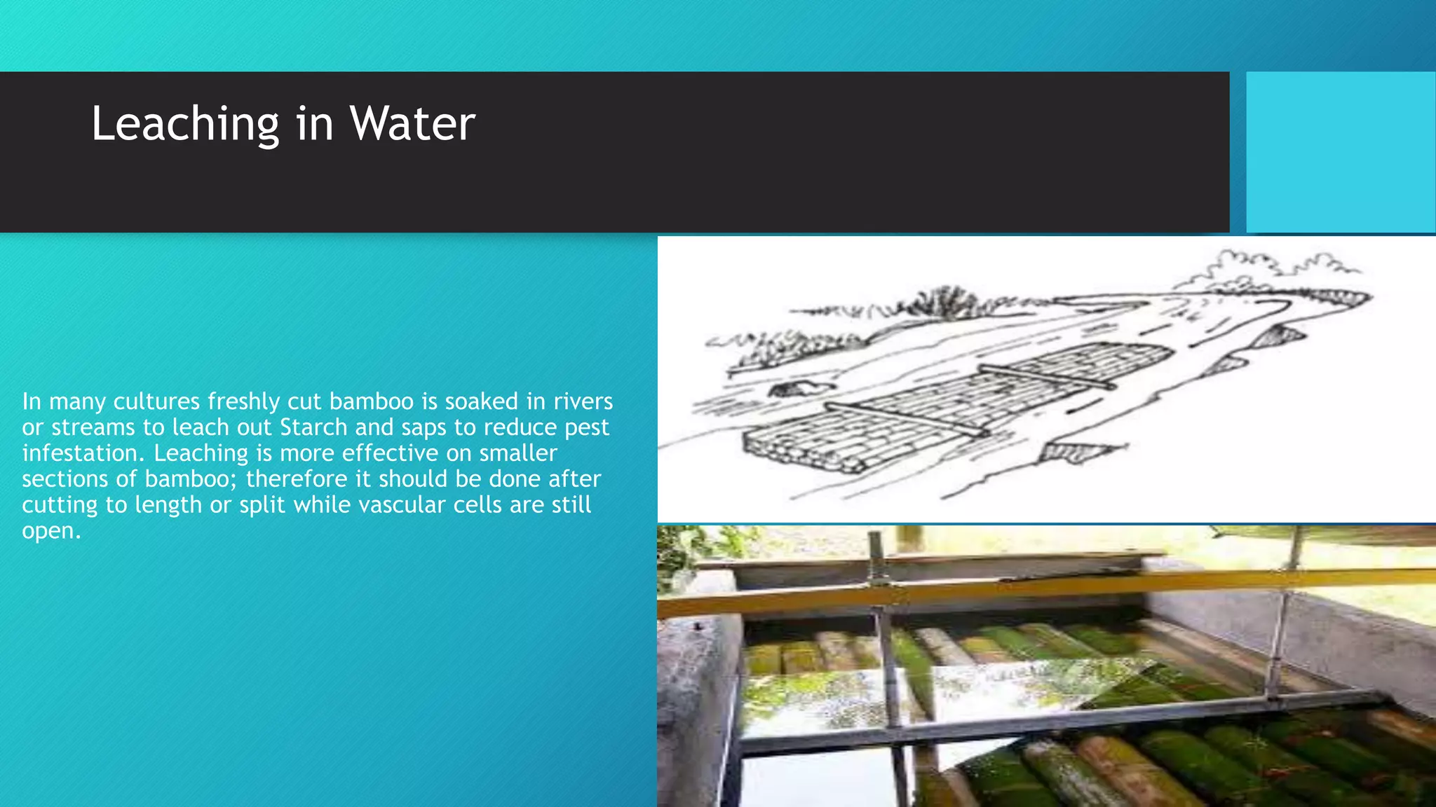 Bamboo Harvesting and Processing | PPTX
