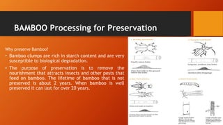 Bamboo Harvesting and Processing | PPTX