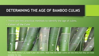 Bamboo Harvesting and Processing | PPTX