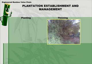 Bamboo industry value chain presentation | PPT