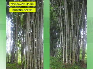 Bamboo in North Cotabato | PPT