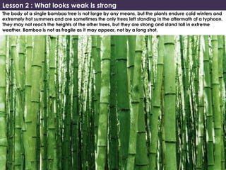 Bamboo Lessons | PPSX