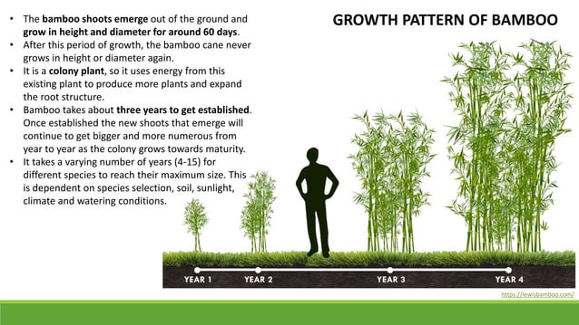 Material properties and sustainability : Bamboo | PDF