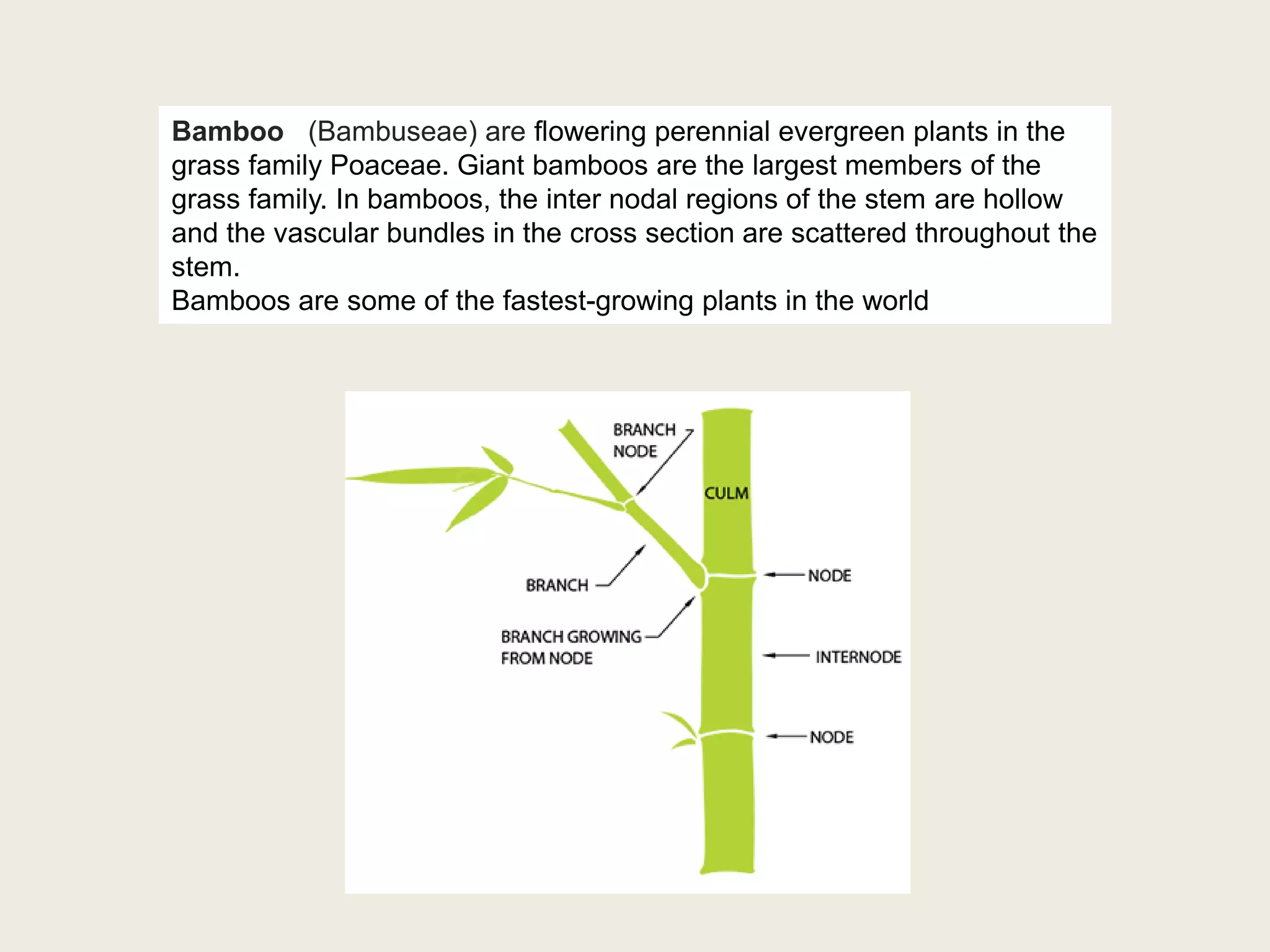 BAMBOO pdf.pdf