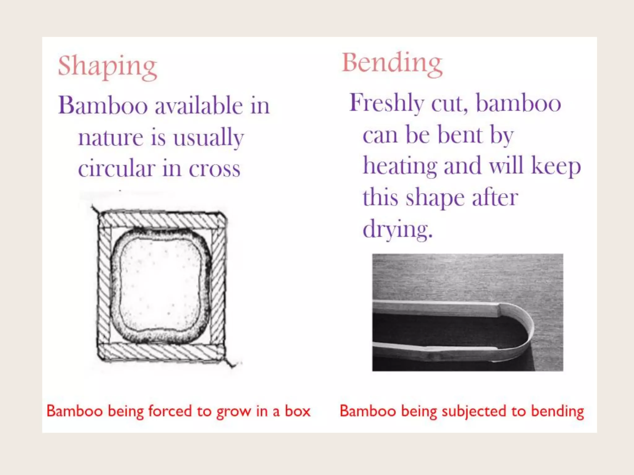 BAMBOO pdf.pdf