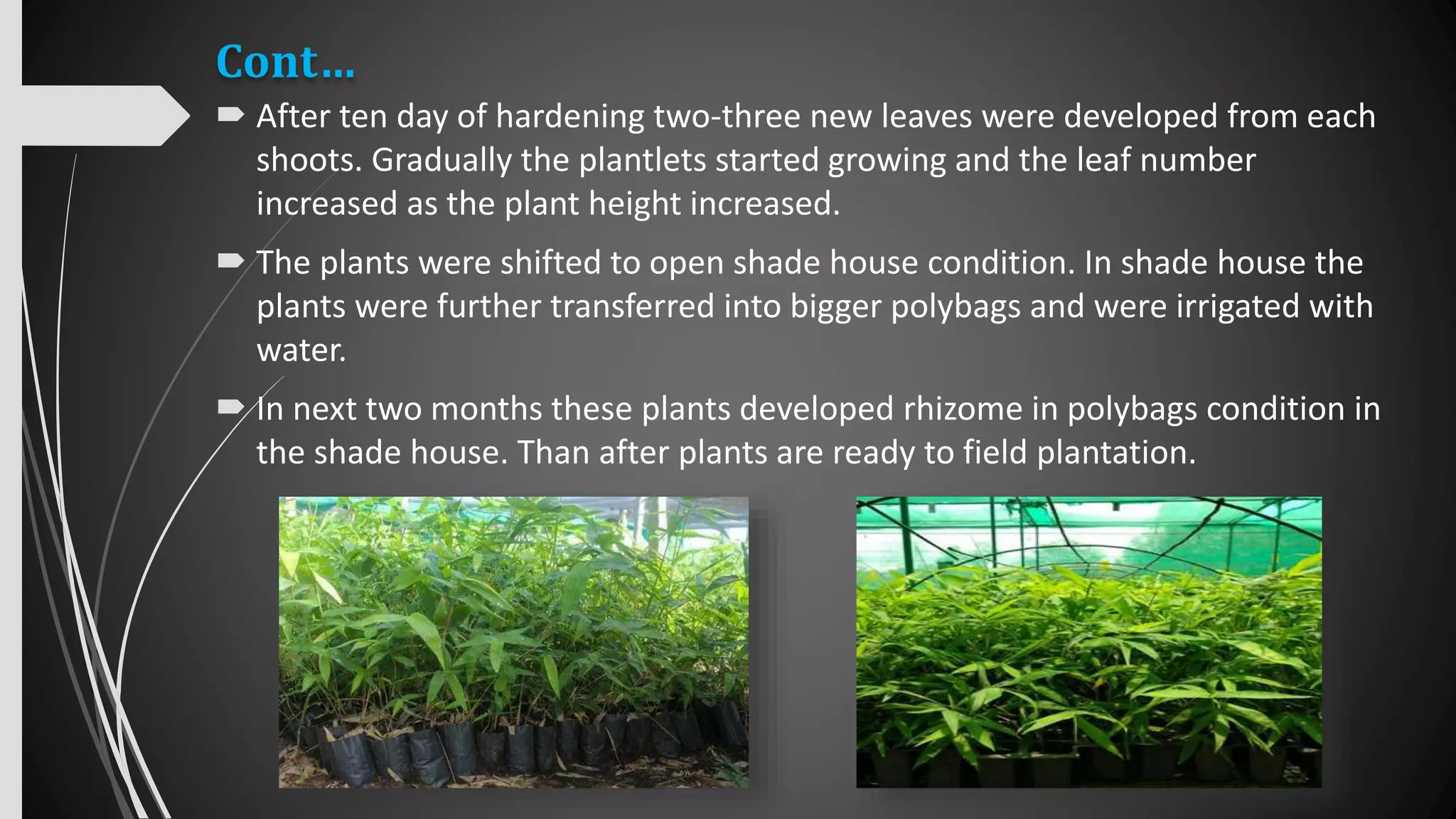 In vitro propagation in Bamboo(micropropagation) (plant tissue Culture ...