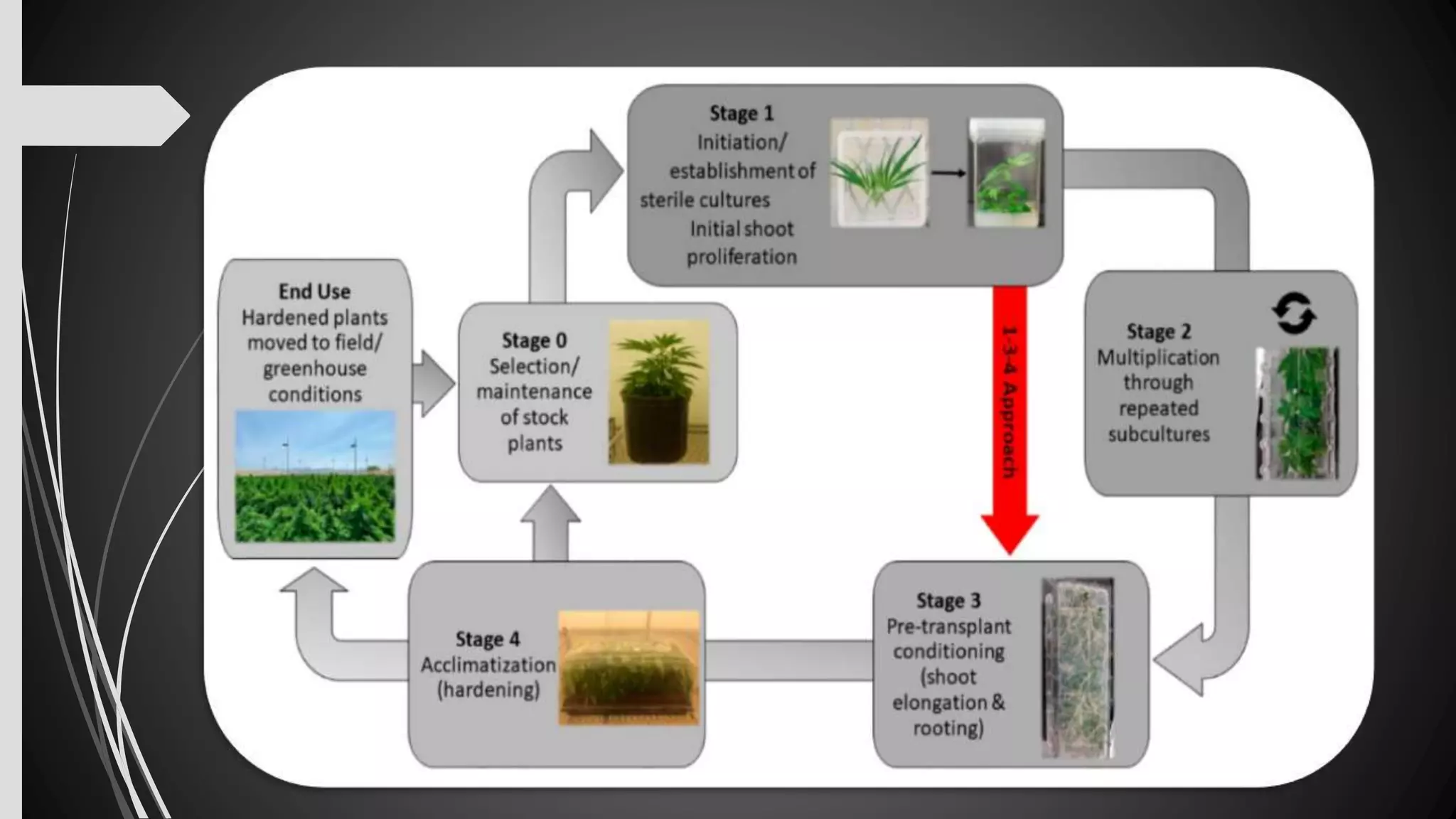 In vitro propagation in Bamboo(micropropagation) (plant tissue Culture ...