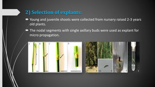 In vitro propagation in Bamboo(micropropagation) (plant tissue Culture ...