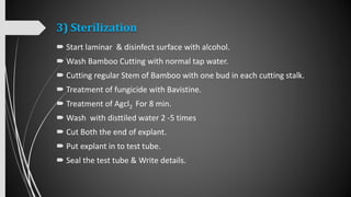 In vitro propagation in Bamboo(micropropagation) (plant tissue Culture ...