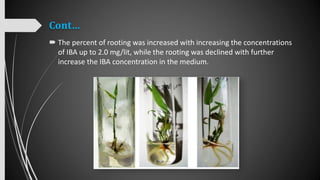 In vitro propagation in Bamboo(micropropagation) (plant tissue Culture ...
