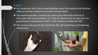 In vitro propagation in Bamboo(micropropagation) (plant tissue Culture ...