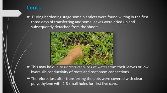 In vitro propagation in Bamboo(micropropagation) (plant tissue Culture ...
