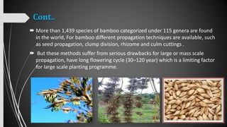 In vitro propagation in Bamboo(micropropagation) (plant tissue Culture ...