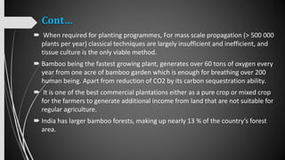 In vitro propagation in Bamboo(micropropagation) (plant tissue Culture ...