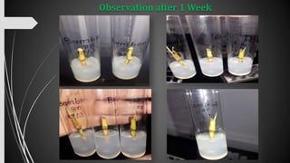 In vitro propagation in Bamboo(micropropagation) (plant tissue Culture ...